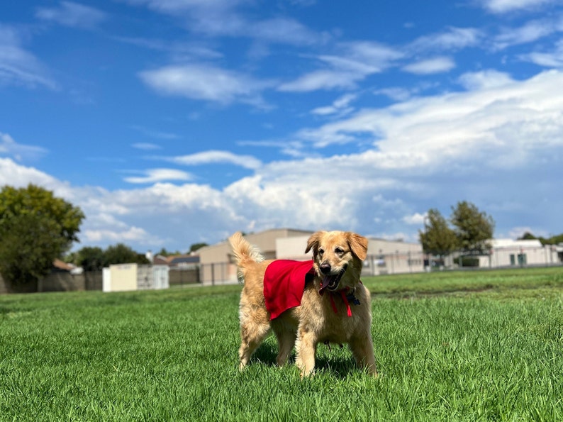 Dog Cape Superhero Cape for Dogs Capes for Dogs Super - Etsy