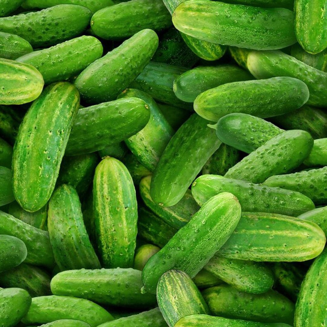 Food Fabric Cucumber in Green From Elizabeth Studios 100% Cotton - Etsy