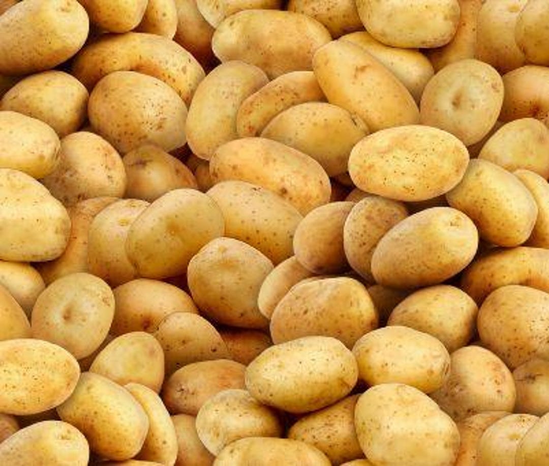 Food Fabric White Potatoes in Tan From Elizabeth Studios 100% Cotton - Etsy