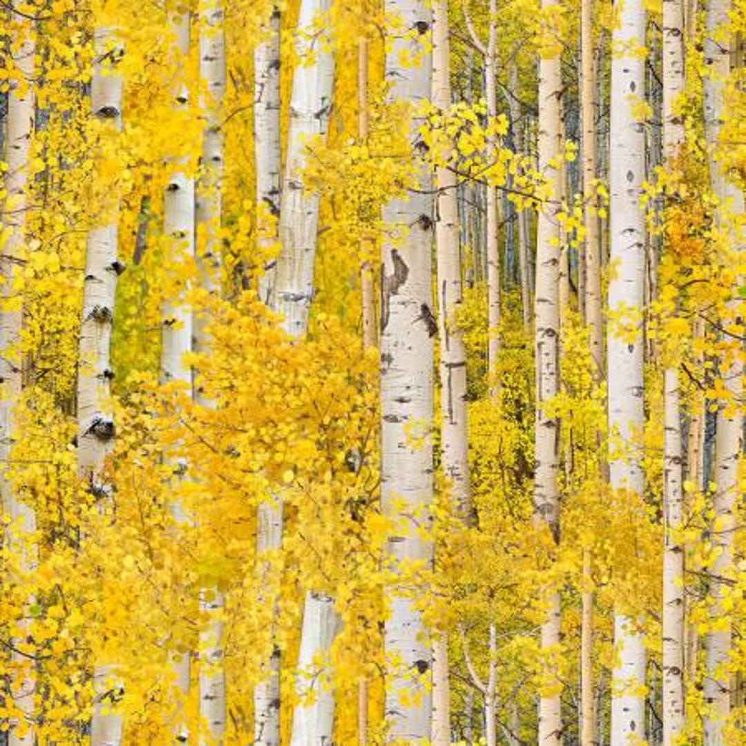 Landscape Fabric Autumn Birch Trees in Yellow From Elizabeth Studios ...