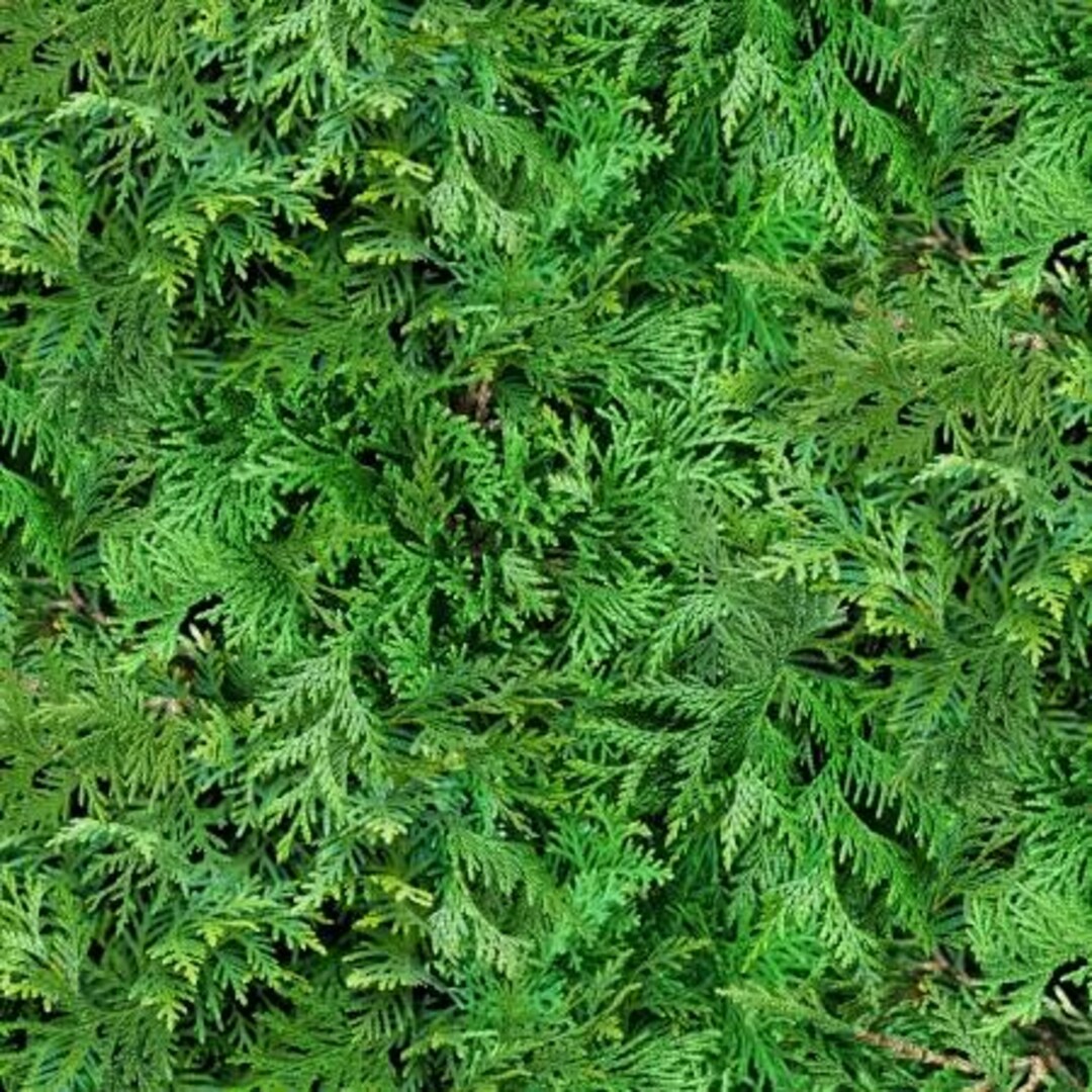 Cedar Branches Fabric in Green From Elizabeth Studios 100% Cotton - Etsy