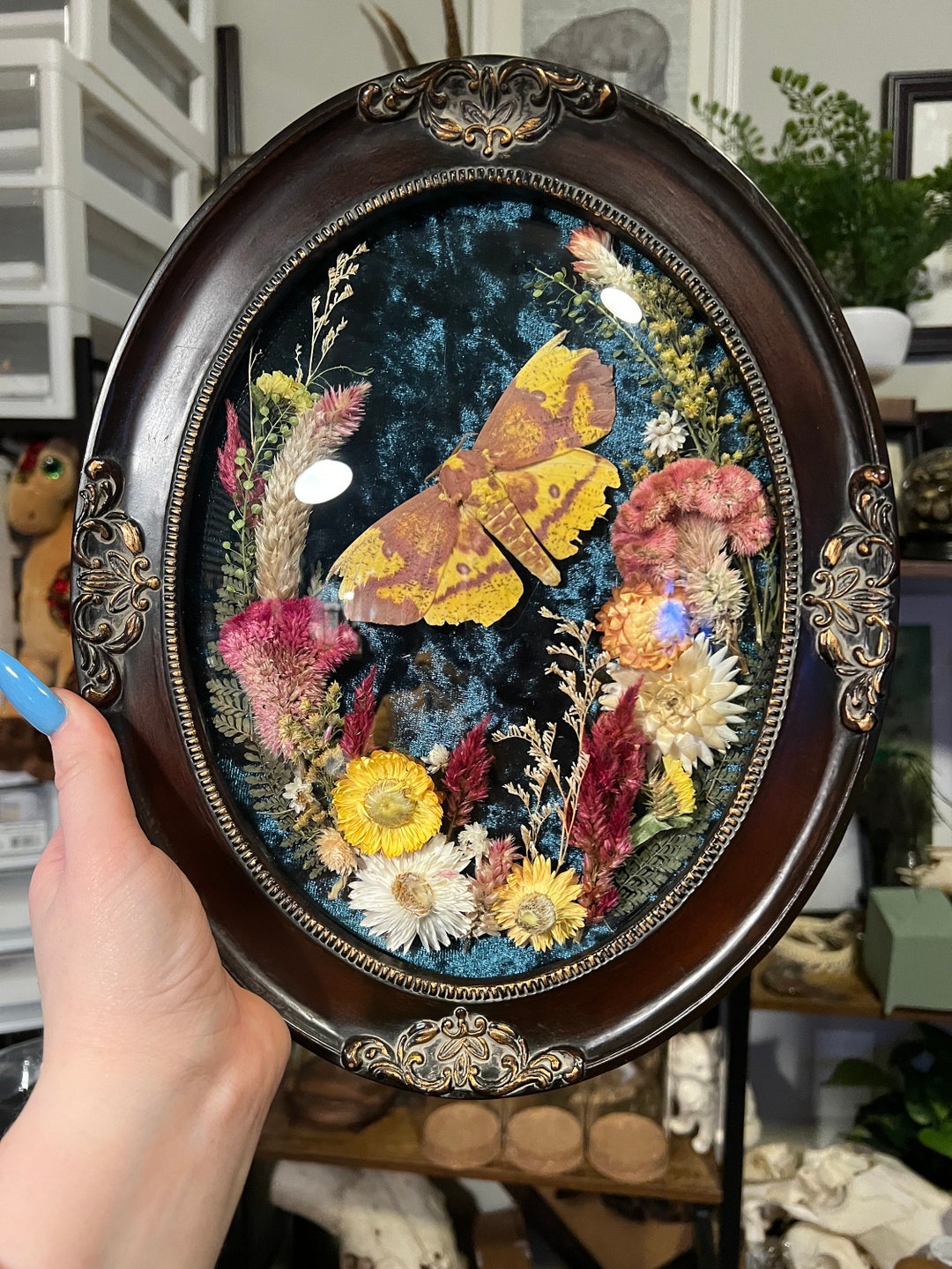 Vintage Bubble Glass Frame With Imperial Moth and Dried Flowers - Etsy