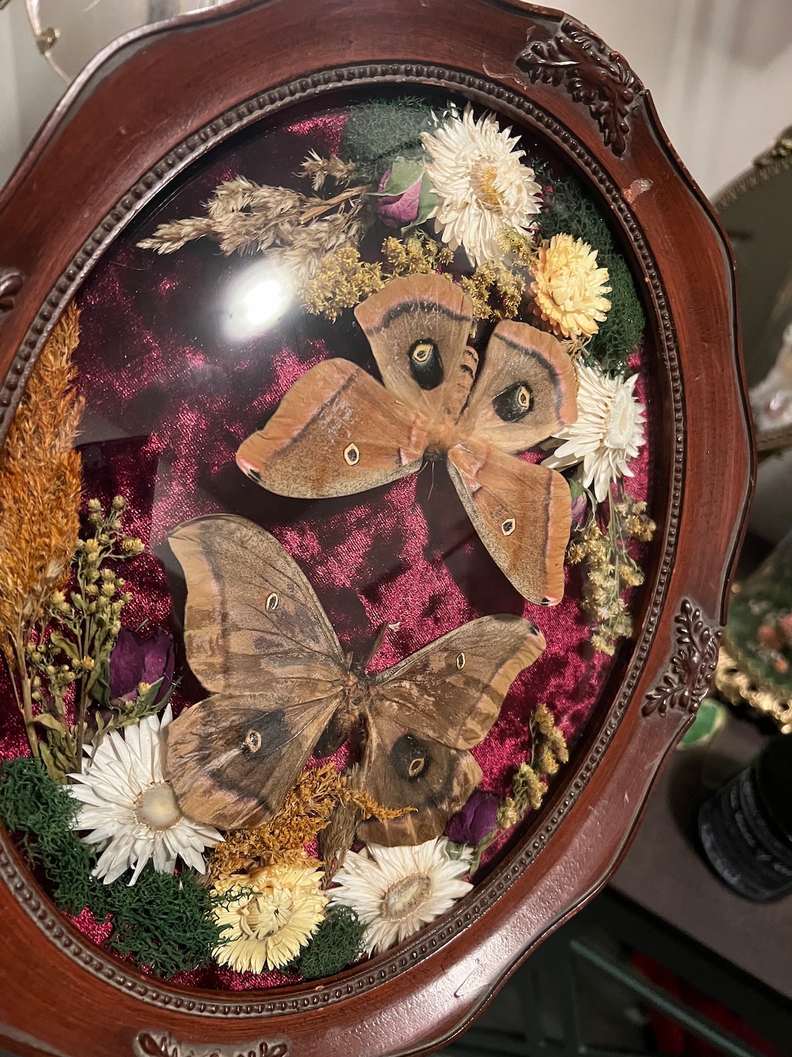 Vintage Bubble Glass Frame With Moths and Dried Flowers - Etsy