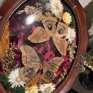Vintage Bubble Glass Frame With Moths and Dried Flowers - Etsy
