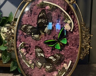 Antique Bubble Glass Insect Frame humepenthe - Etsy