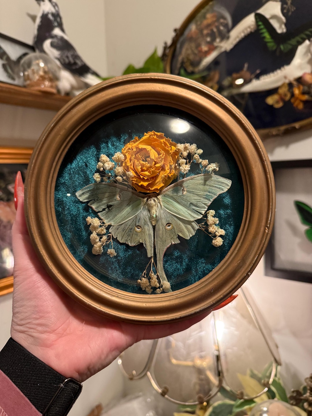 Vintage Round Bubble Glass Frame With Luna Moth and Dried Flowers - Etsy