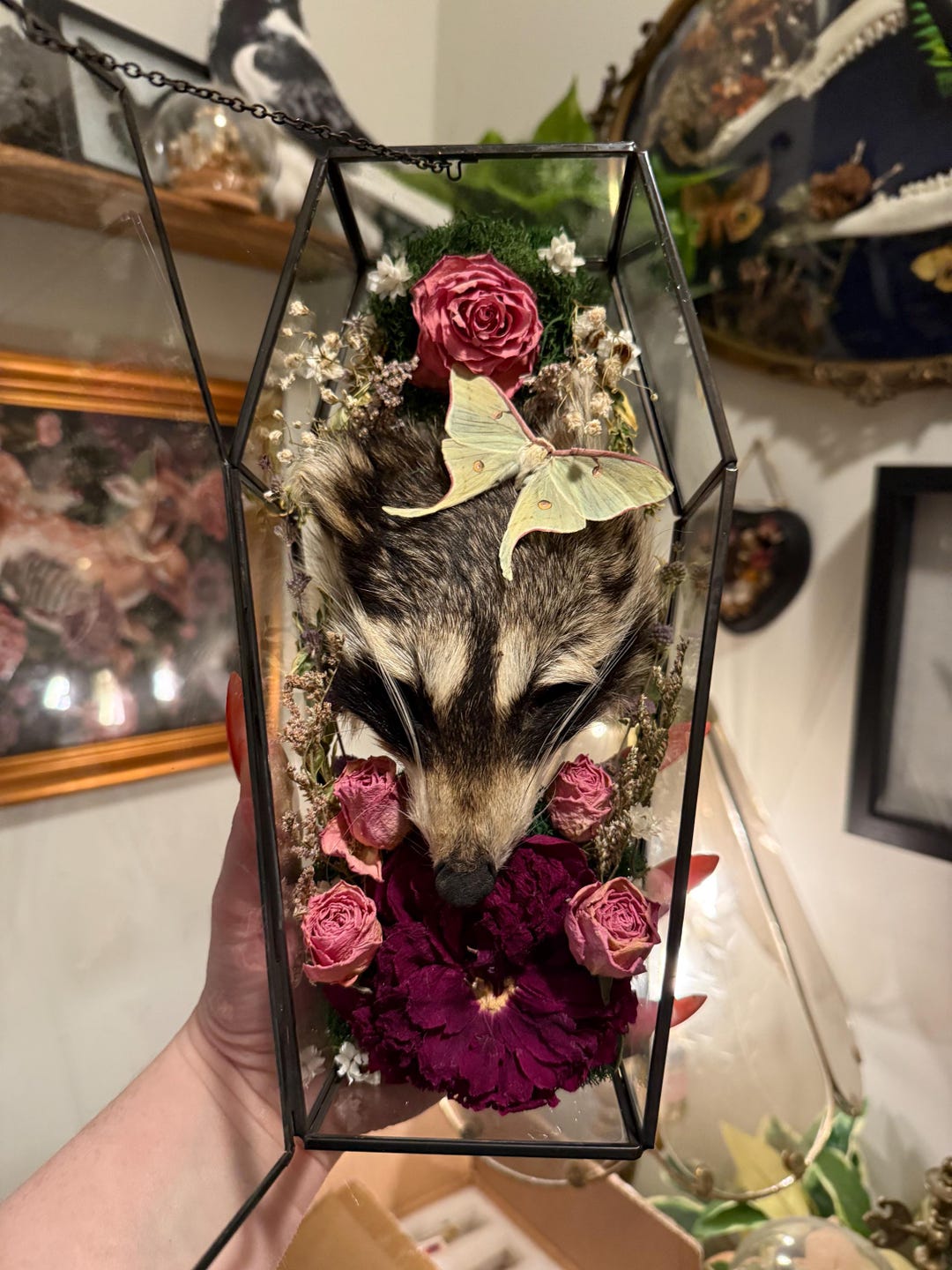 Glass Coffin Terrarium With Raccoon Head, Luna Moth, and Dried Flowers ...