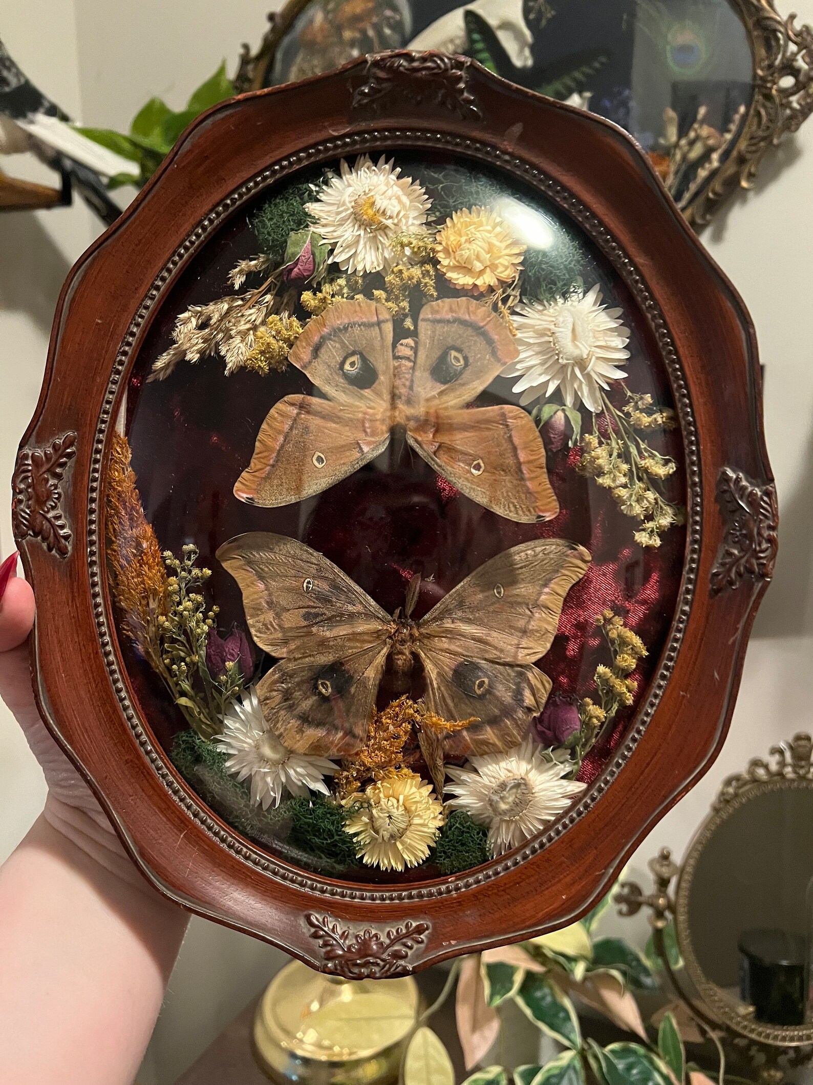 Vintage Bubble Glass Frame With Moths and Dried Flowers - Etsy