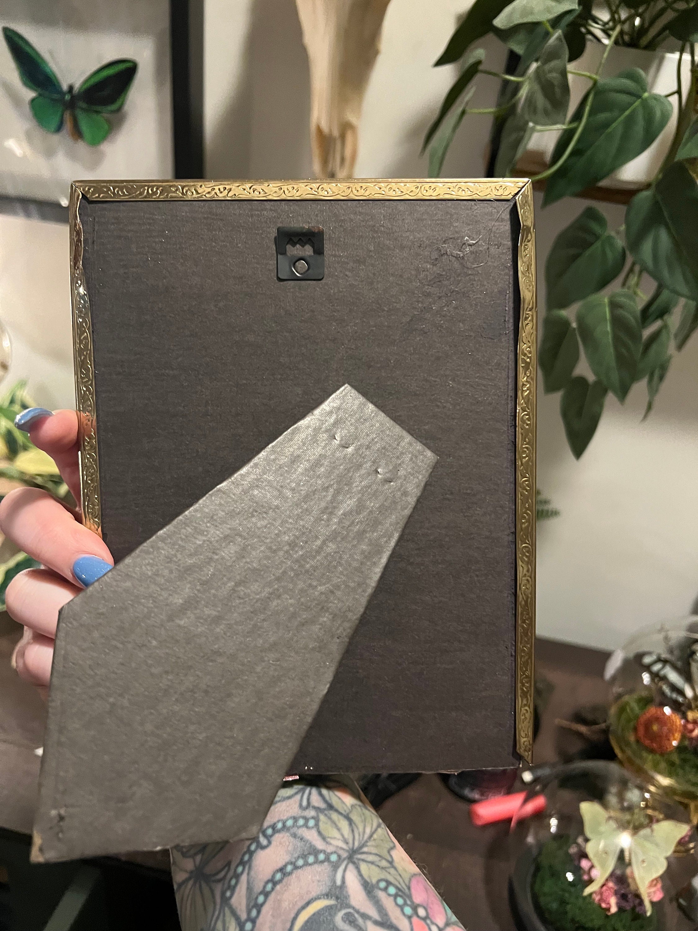 Vintage Shadow Box Mcm Frame With Luna Moth and Dried Flowers - Etsy