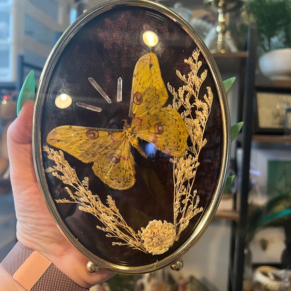 Moth in Frame - Etsy