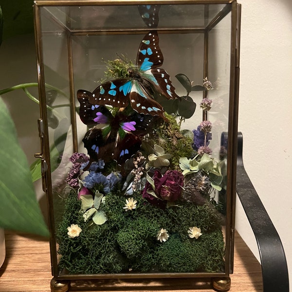 Butterfly Display - Etsy