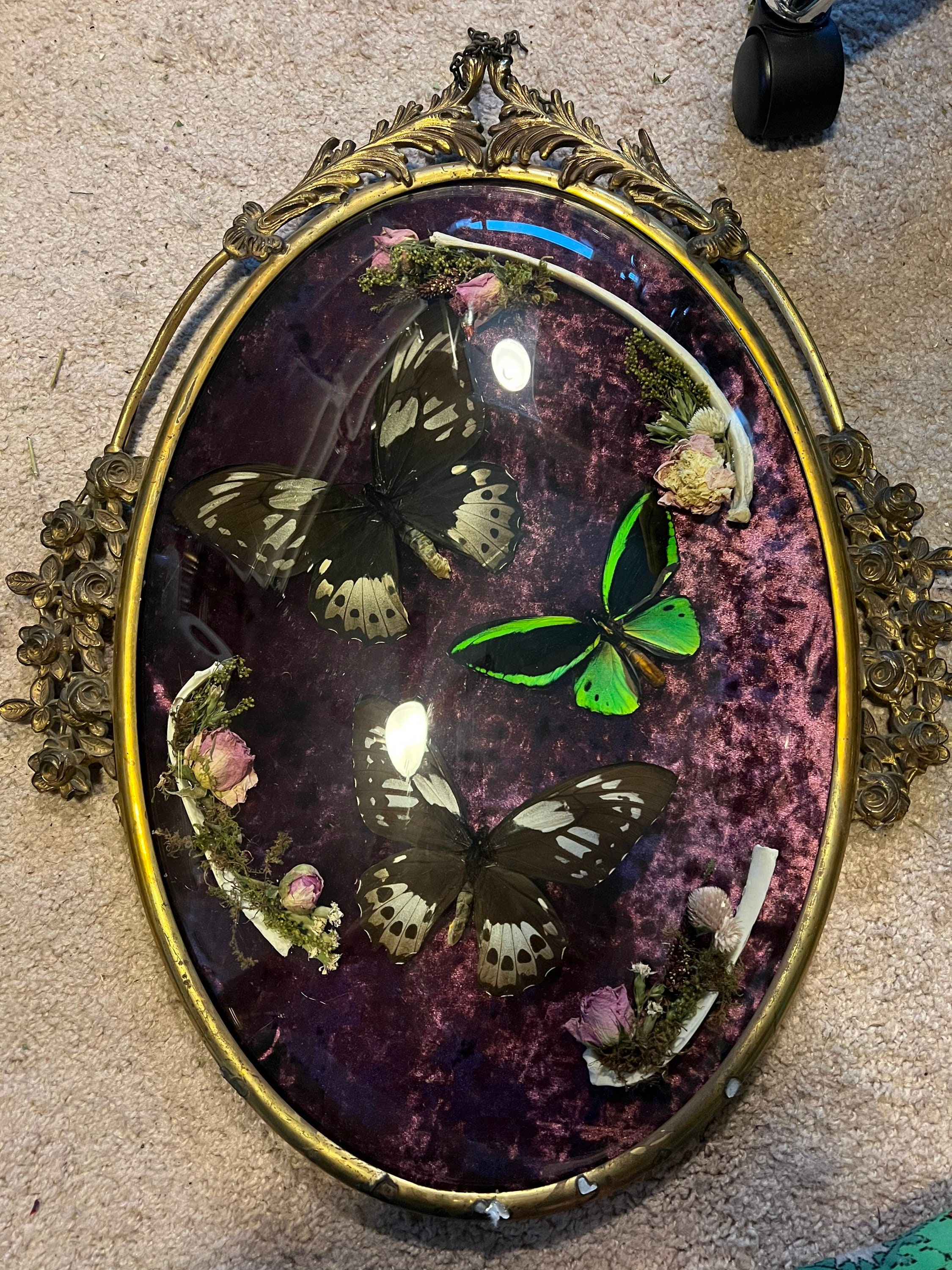 Antique Bubble Glass Frame With Birdwing Butterflies and Rib Bones - Etsy