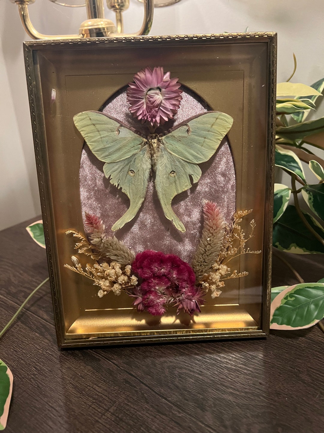 Vintage Shadow Box Mcm Frame With Luna Moth and Dried Flowers - Etsy
