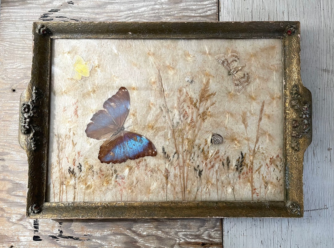 Antique Victorian Butterfly Tray - Weathered Gold Ornate Frame - Blue ...