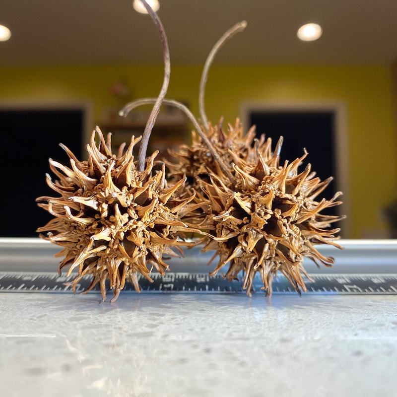 Tree Seed Pods - Etsy