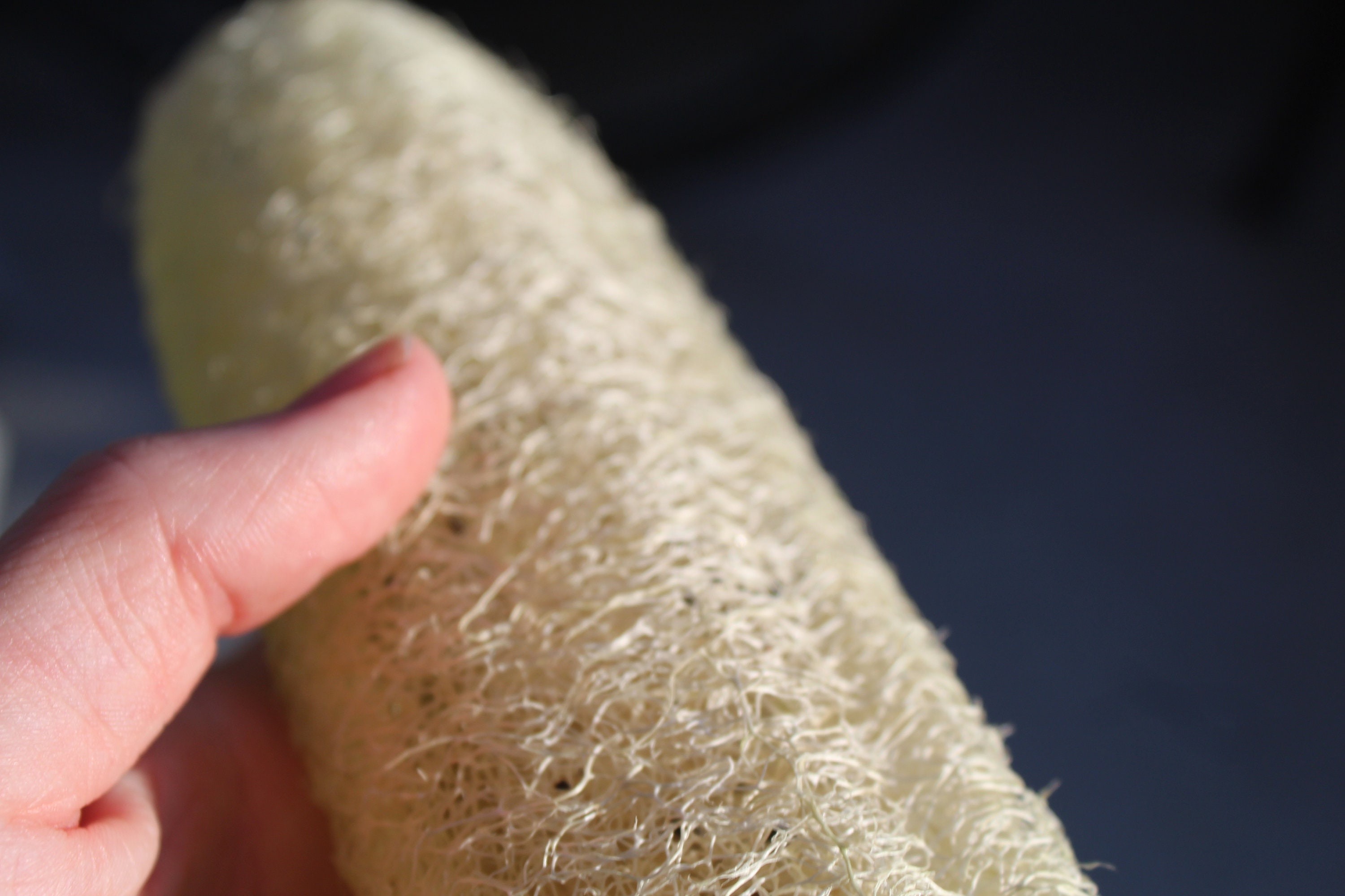 Luffa Seeds, Bath Sponge, Luffa Gourd, Luffa Cylindrica, Loofa, Loofah ...