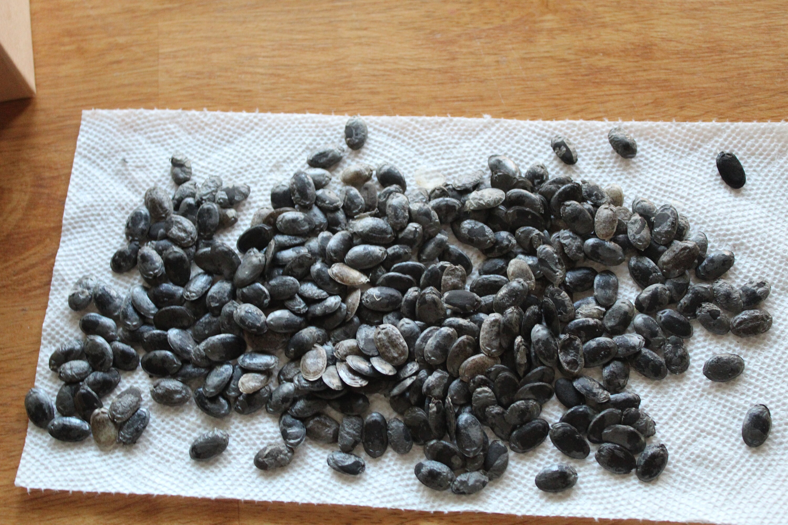 Luffa Seeds, Bath Sponge, Luffa Gourd, Luffa Cylindrica, Loofa, Loofah ...