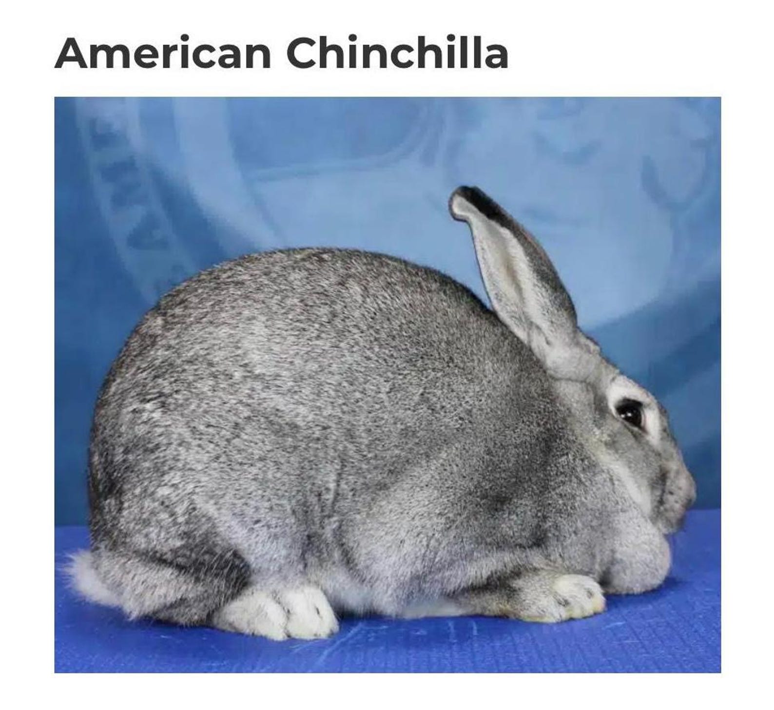 American Chinchilla Rabbit Crochet Graph - Etsy