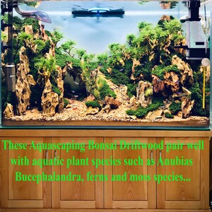 Dragon Stone Aquarium Aquascape Bonsai Driftwood Large Fish Tank ...