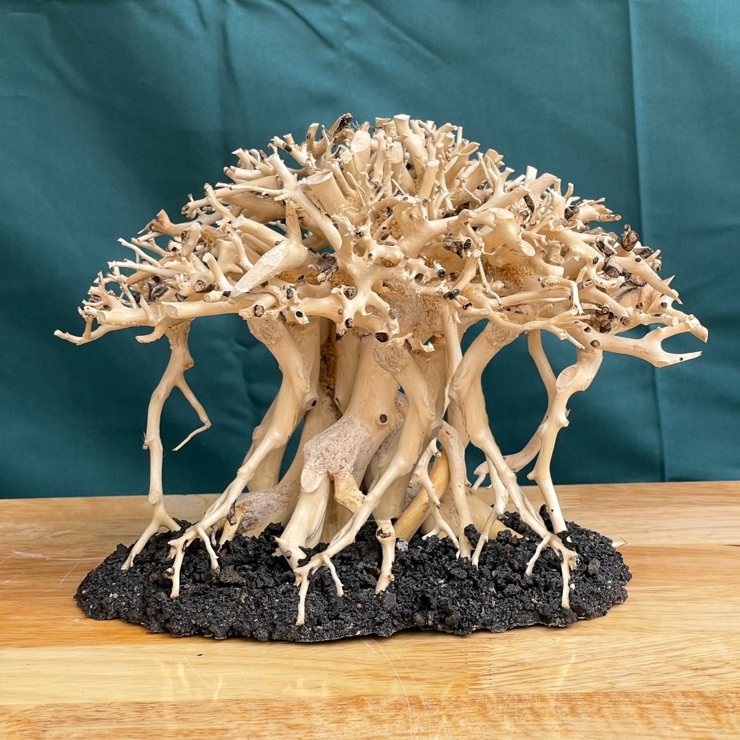 Bonsai Driftwood Aquarium Tree Aquascape Wood Fish Tank Decorations for ...