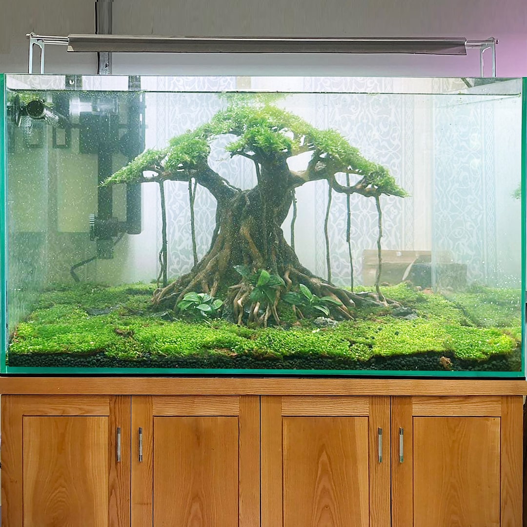 Aquarium Driftwood Bonsai Tree Extra Large Aquascaping Hardscape Fish ...