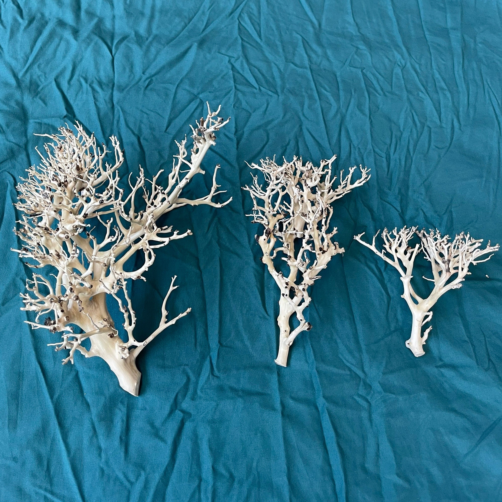 Manzanita Driftwood Branch Tree Natural Drift Wood Aquarium - Etsy