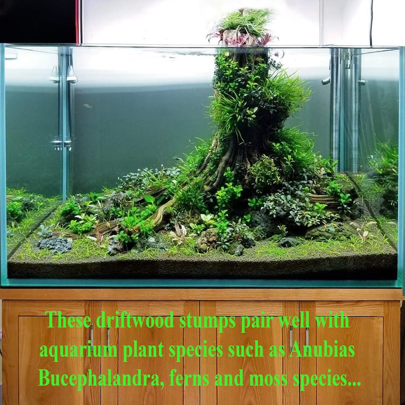Aquarium Driftwood Stump Tree Aquascape Wood Bonsai Fish Tank - Etsy