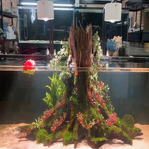 Aquarium Tree Stump Driftwood Bonsai Aquascaping Wood Fish Tank Plants ...