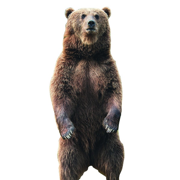 Bear Cutout - Etsy
