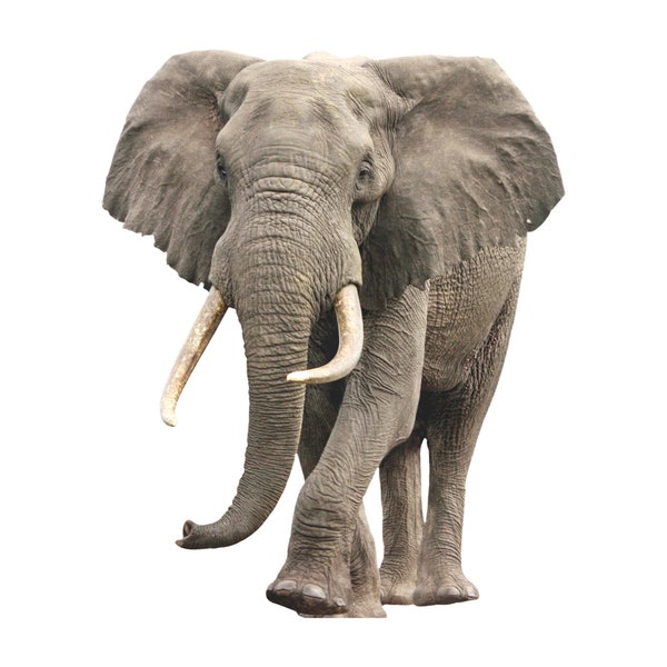 Plastic Elephant - Etsy