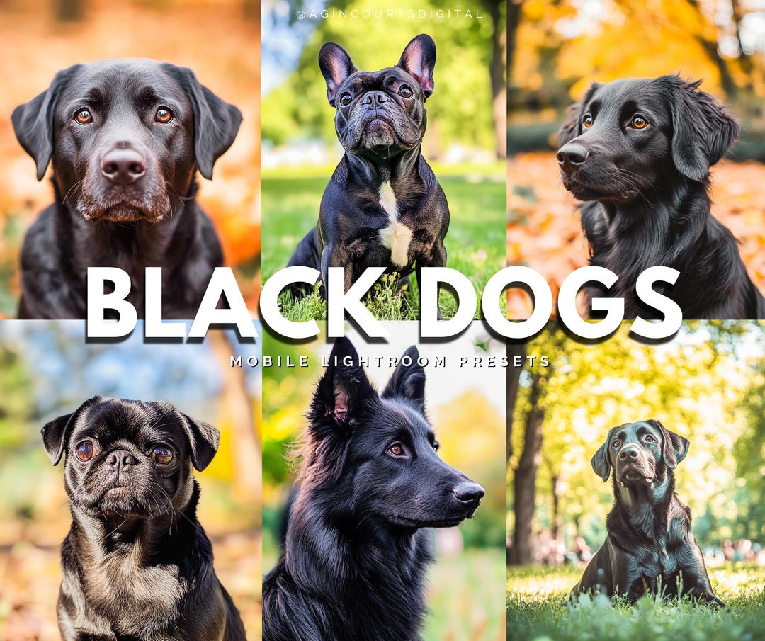 Black Dogs Lightroom Presets: Mobile Pet Photography Filters (warm ...