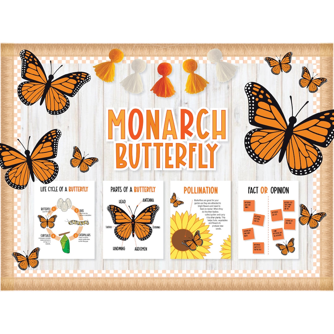 Butterfly Life Cycle Bulletin Board Kit. Monarch Butterfly Experiment ...