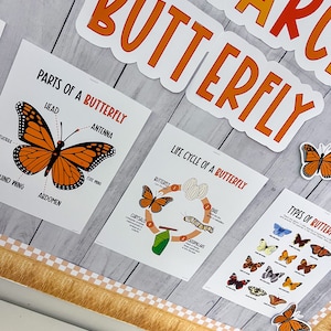 Butterfly Life Cycle Bulletin Board Kit. Monarch Butterfly Experiment ...