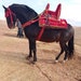 Moroccan Traditional Saddle Horse Saddle Handmade Saddle, Selle De ...