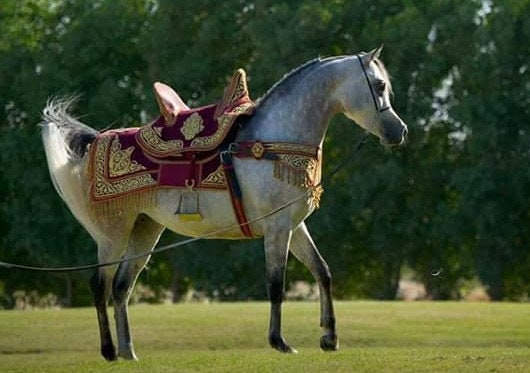 Moroccan Traditional Saddle Horse Saddle Handmade Saddle, Selle Du ...