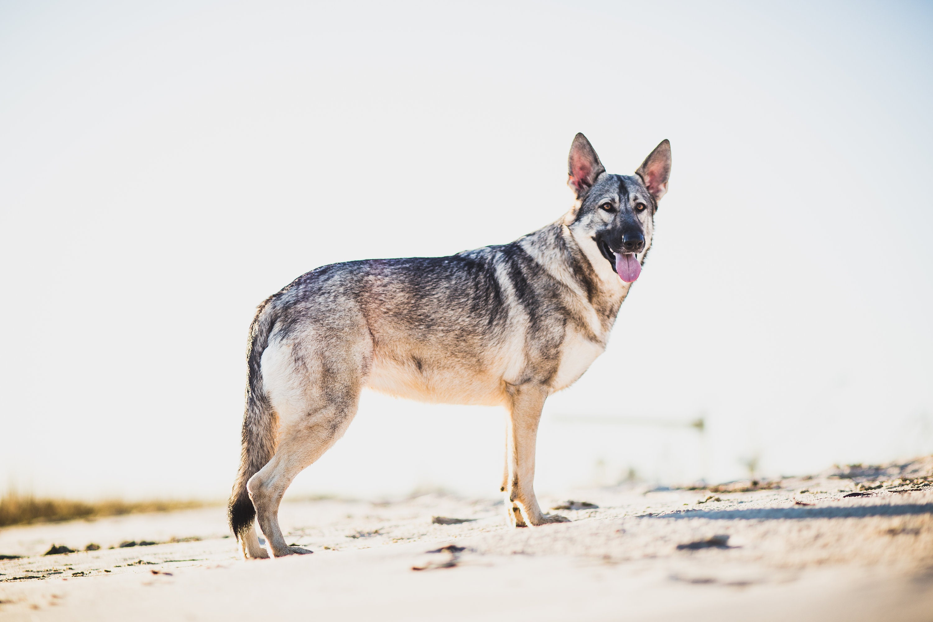 German Shepherd Sable