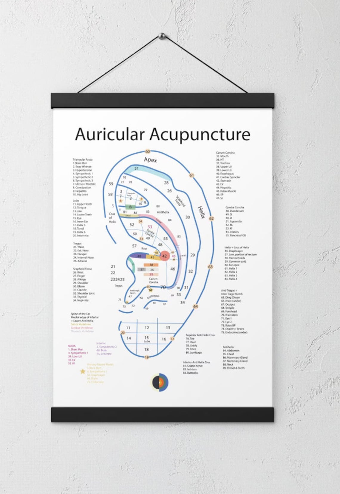 Auricular Acupuncture Chart PDF - Etsy