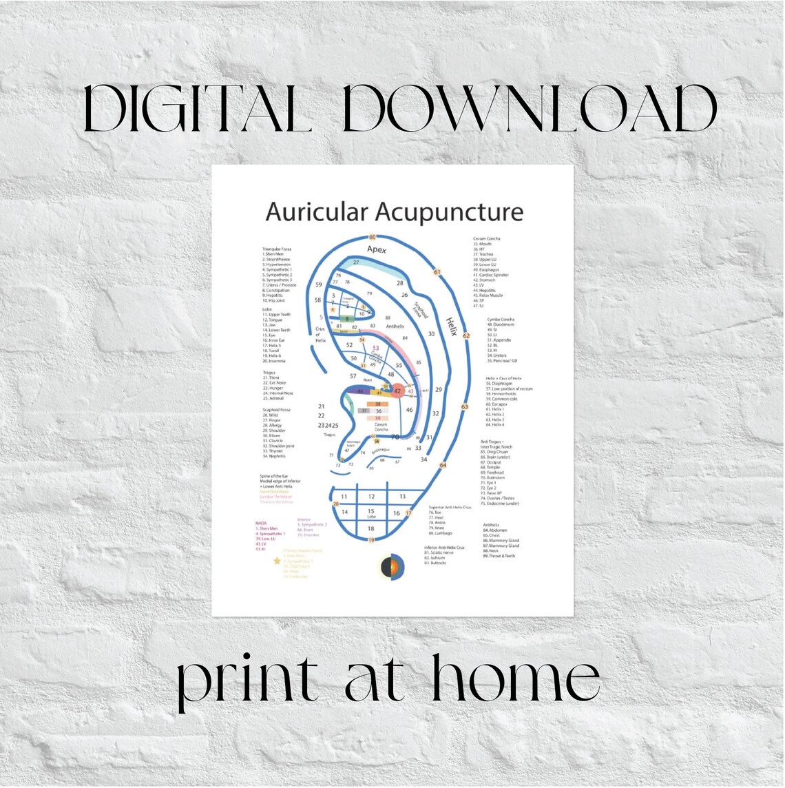 Auricular Acupuncture Chart PDF - Etsy