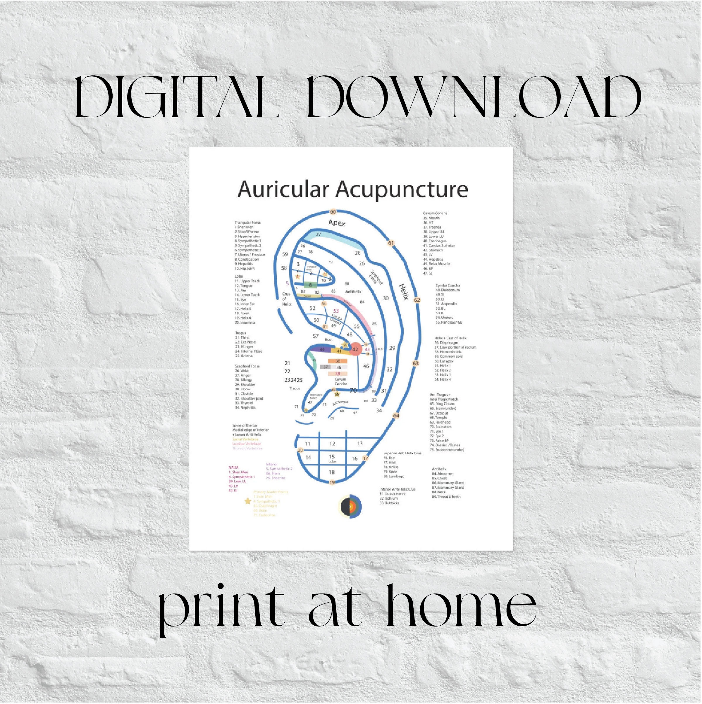 Auricular Acupuncture Chart PDF - Etsy
