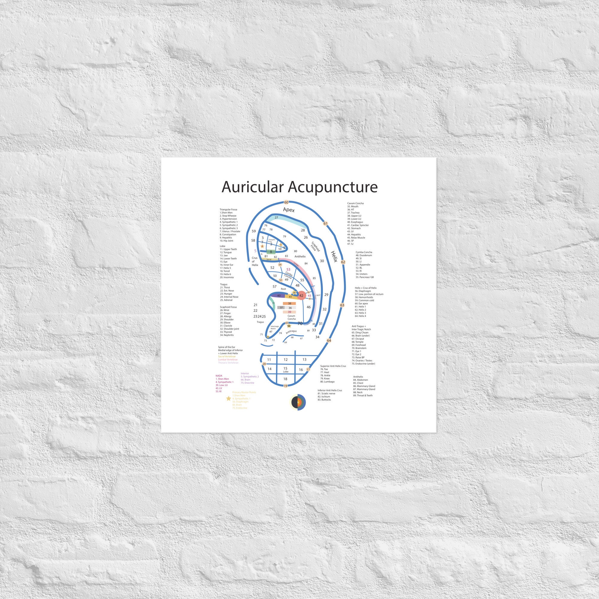 Auricular Acupuncture Poster - Etsy