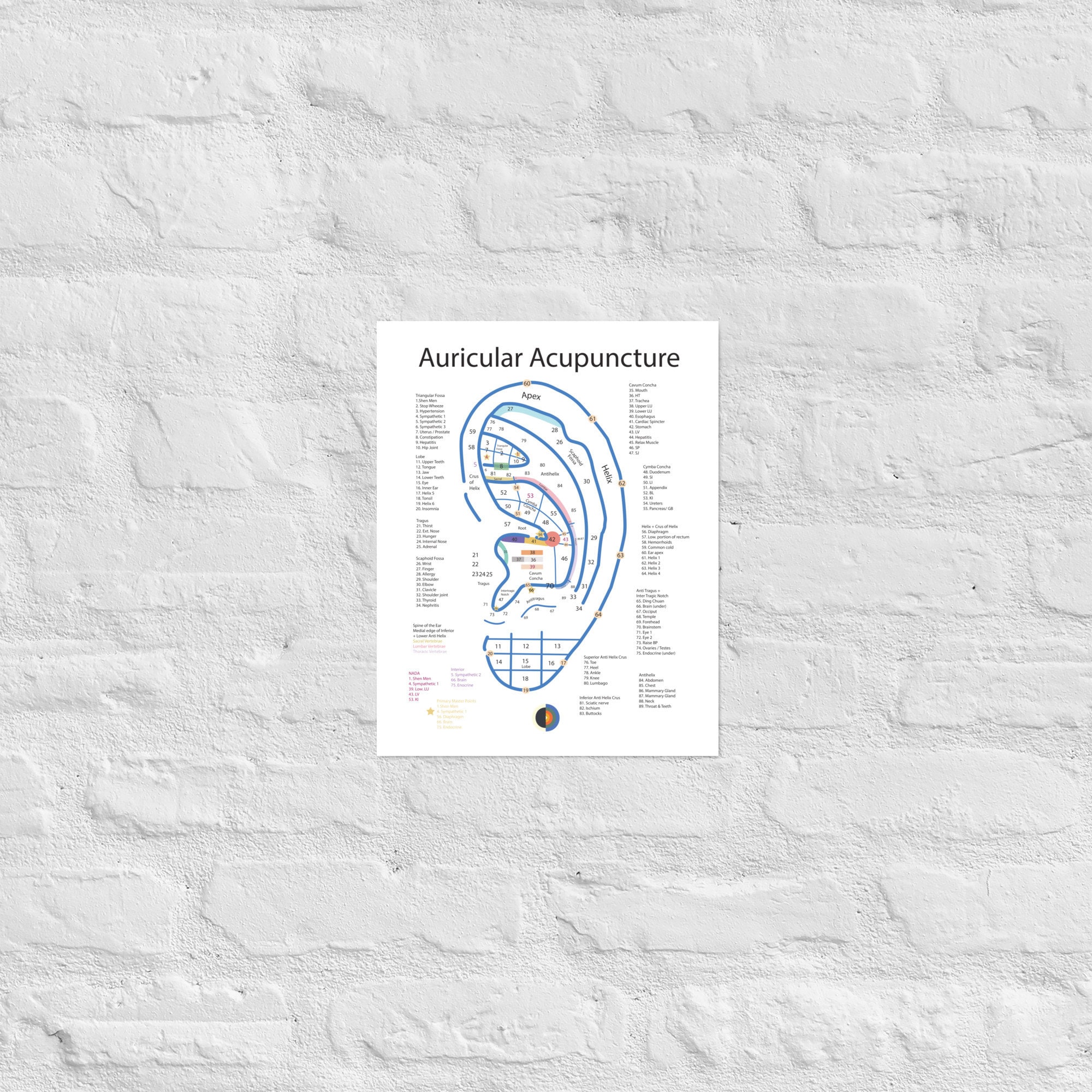 Auricular Acupuncture Poster - Etsy