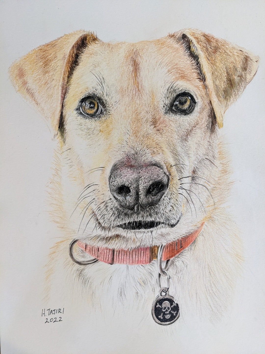Custom Colored Pencil Pet Portrait - Etsy