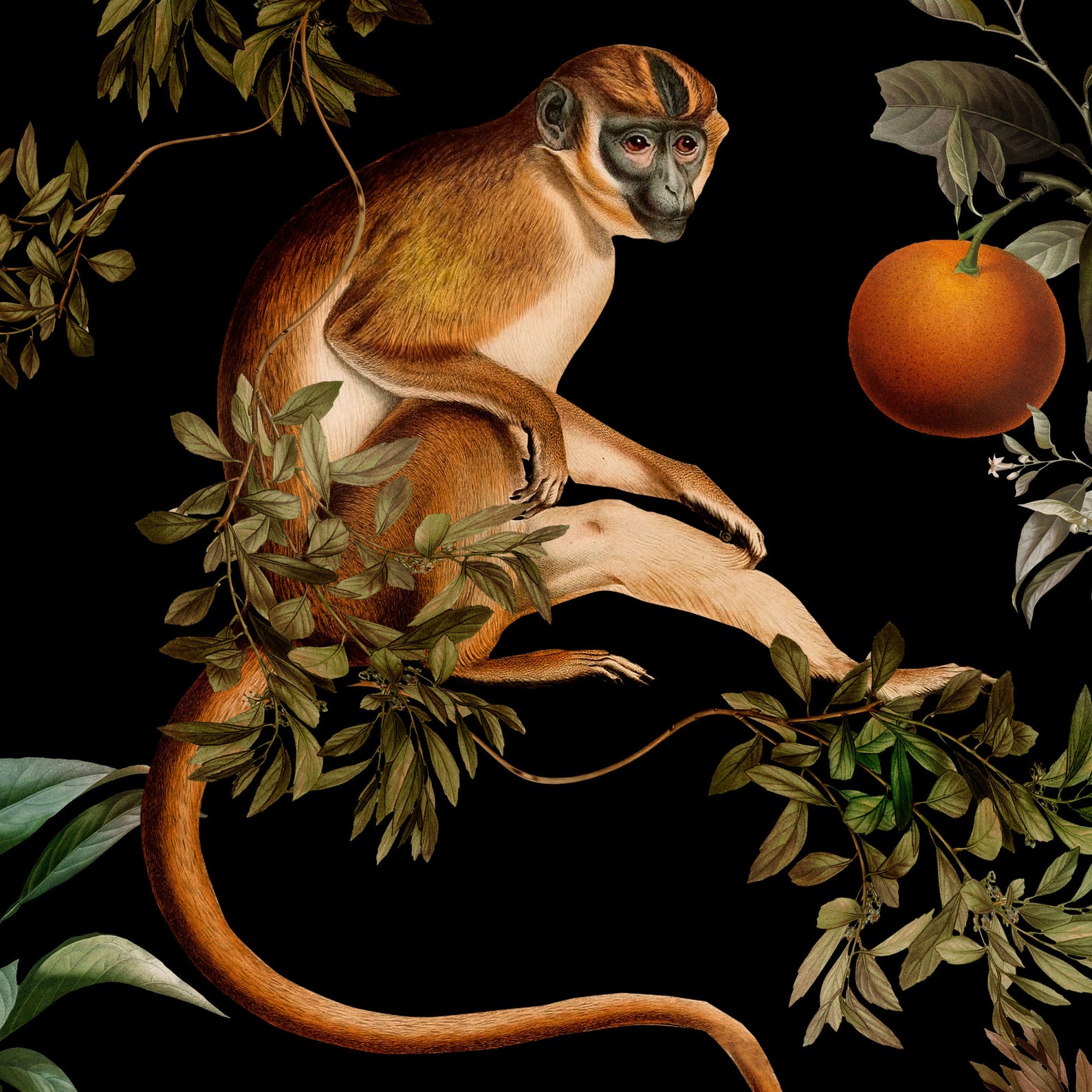 Dark Botanical Wallpaper With Monkeys , Birds and Butterflies. Tropical ...