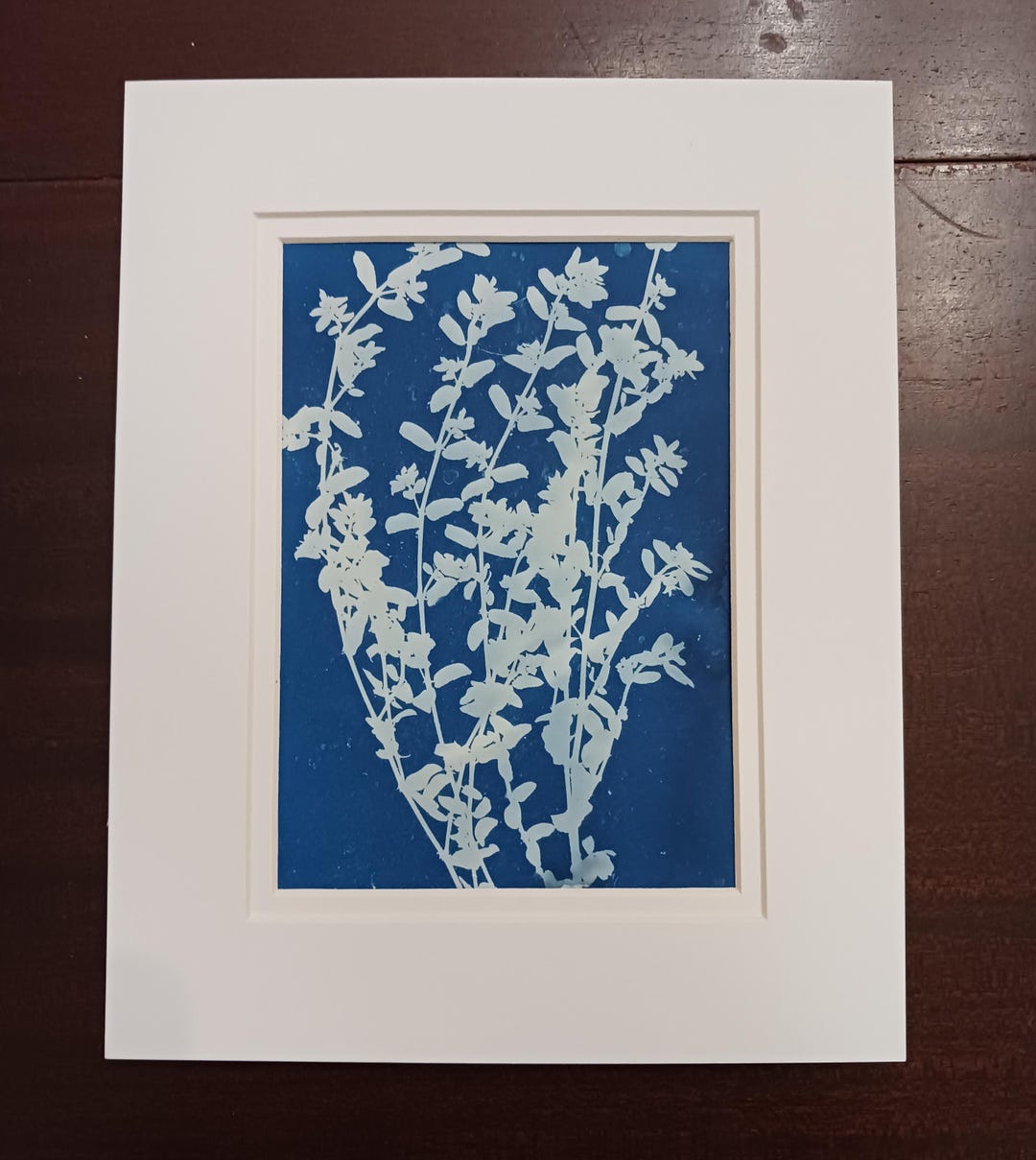 Cyanotype Print: Coastal Flora, Matted Botanical Art - Etsy