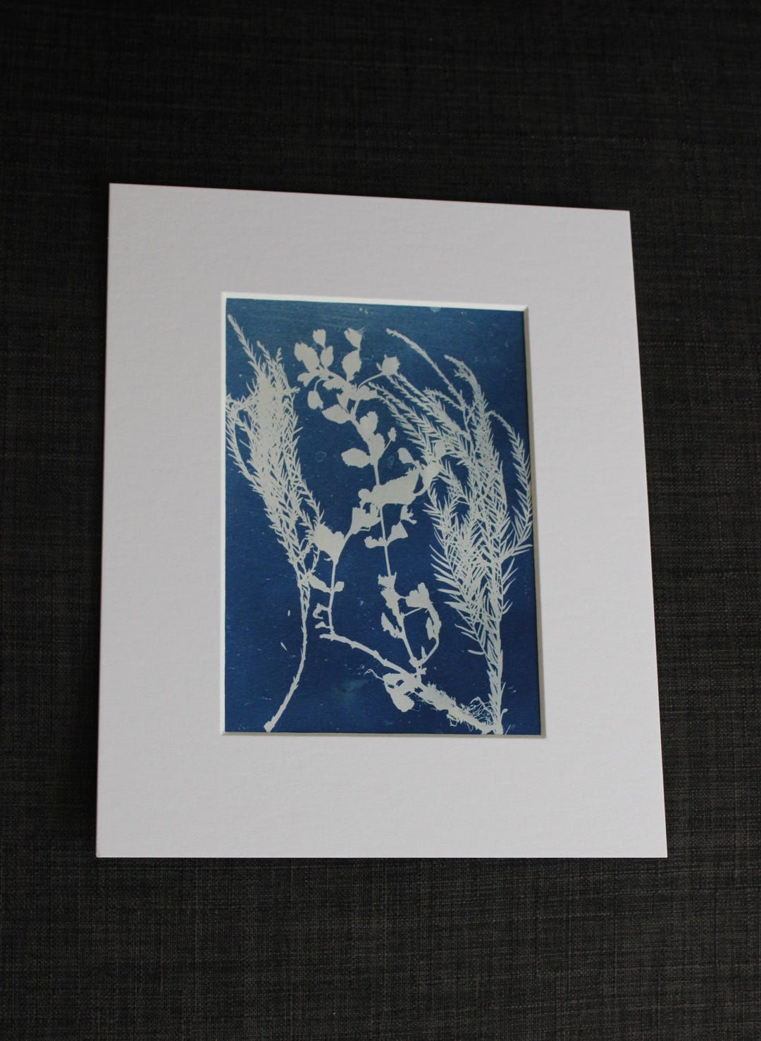 Cyanotype Print: Ocean Flora, Matted Botanical Art - Etsy