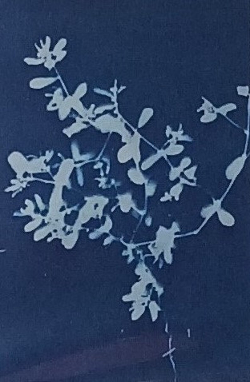Ghostly, Small Unframed Cyanotype - Etsy