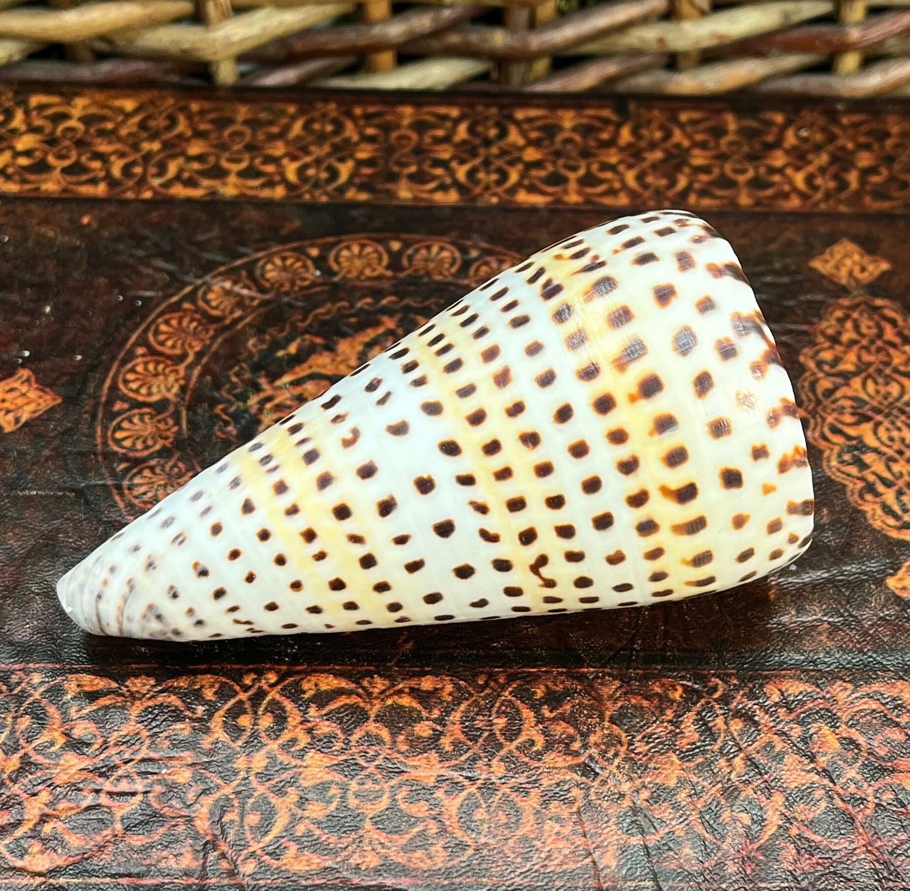 Leopard Cone Seashell Conus Leopardus Genuine Real Natural Shell ...