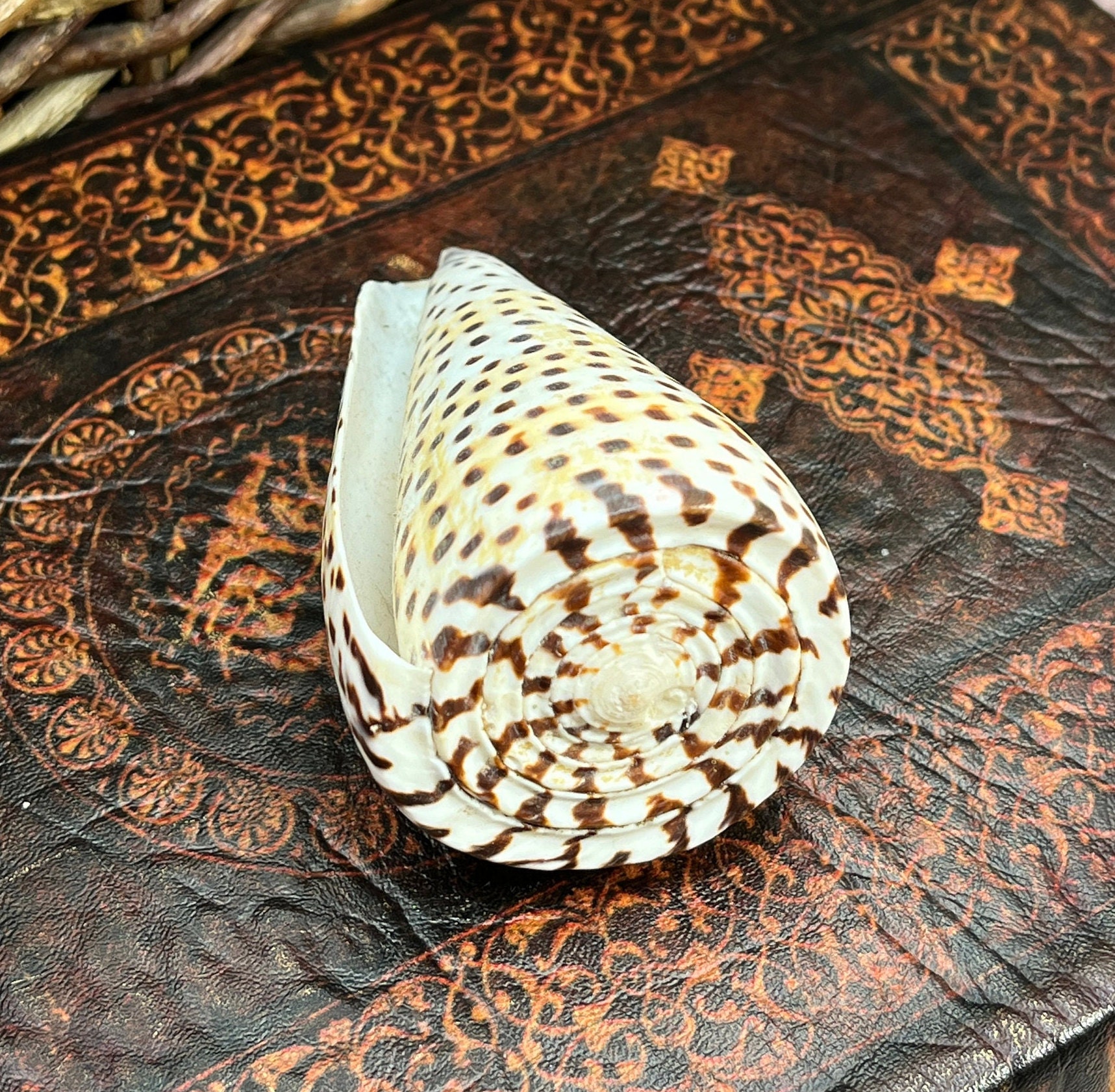 Leopard Cone Seashell Conus Leopardus Genuine Real Natural Shell ...