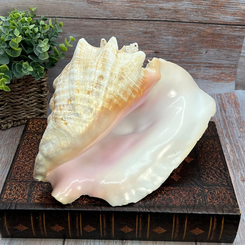Conch Seashell - Etsy