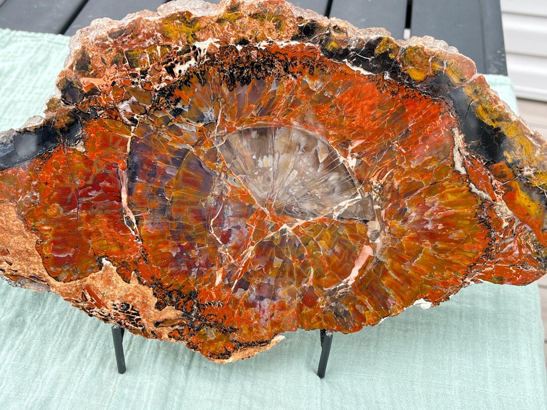 Rainbow Petrified Wood - Petrified Wood Slab – Petrified Wood Slice ...